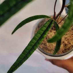 Anthurium Cutucuense | PLNT